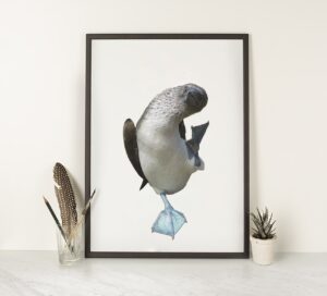 Blue Footed Booby Illustration – Urban Makers