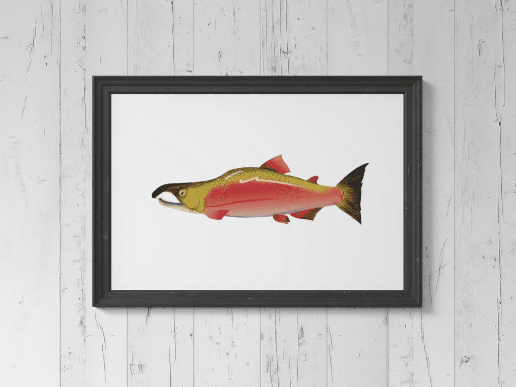Sockeye Salmon Print – Urban Makers